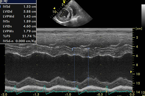 Practical Cardiac Ultrasound Scanning Day – CPD Solutions Online Shop