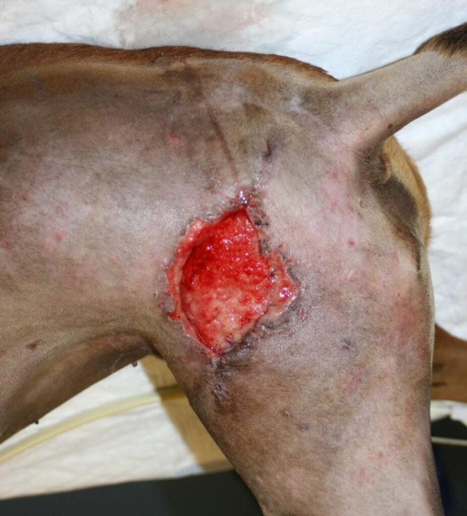 Small Animal Wound Management | CPD Solutions